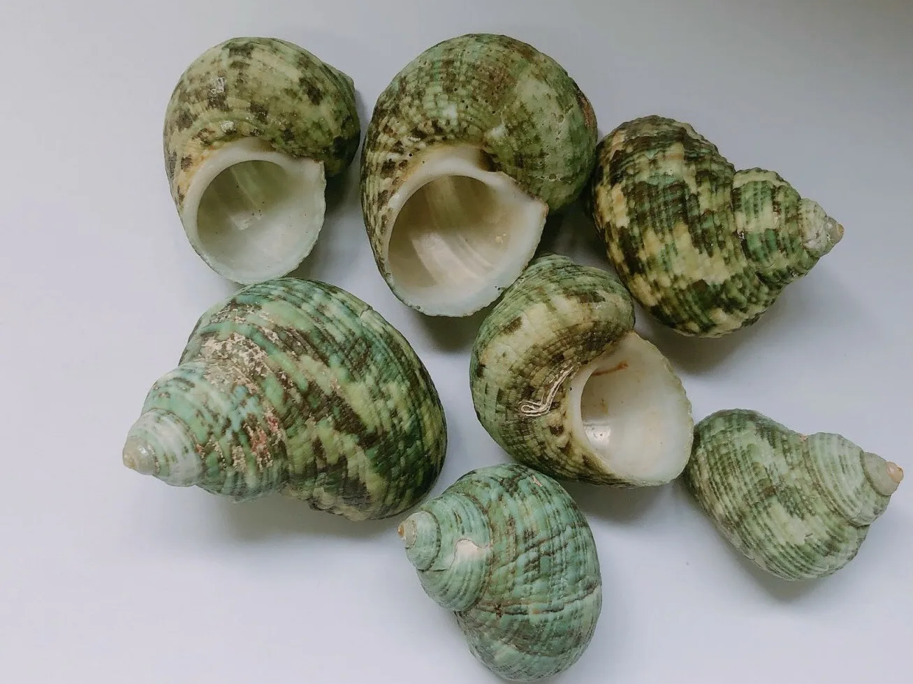 Home and Foods Decoration Craft Seashell Polished Natural Sea Shell Tom ...