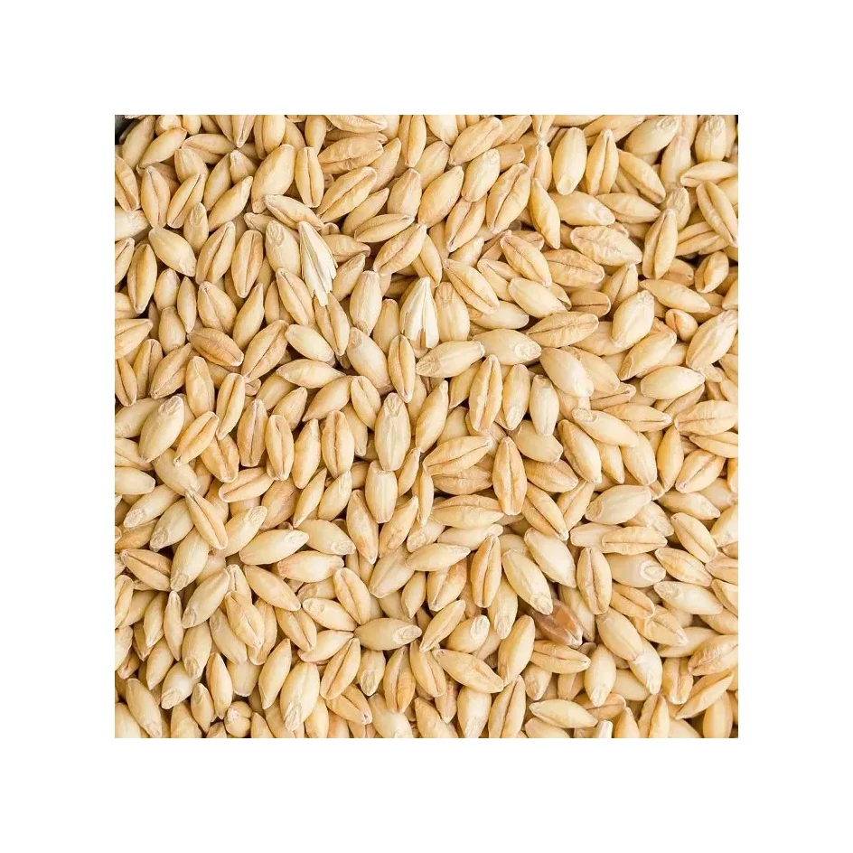 Barley Grains Premium Barley Seeds/animal Feed Barley/bulk - Buy Barley Grain / Barley Malt ...