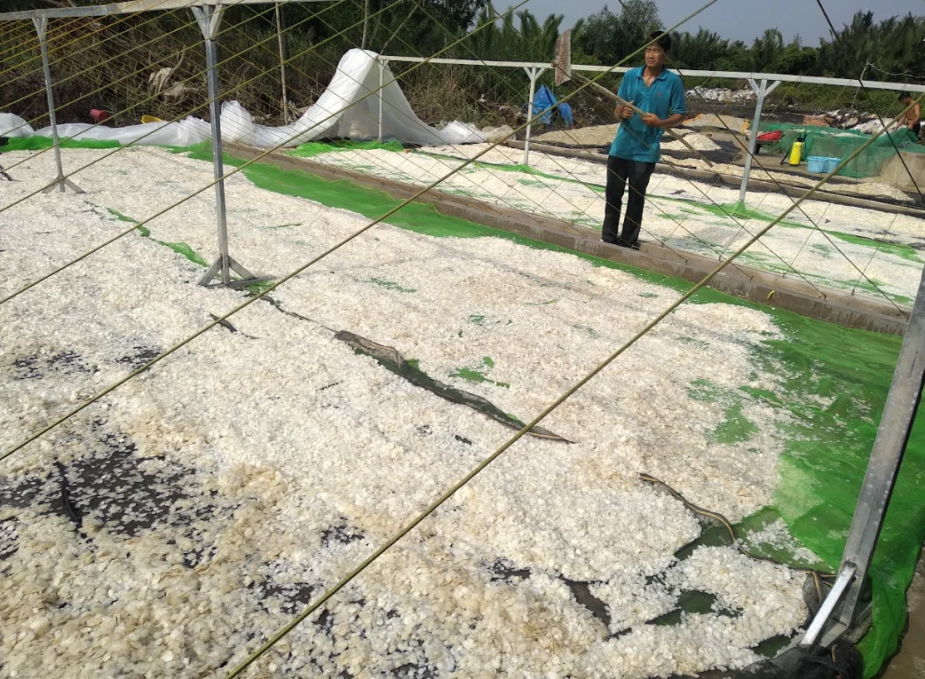 DRY FISH SCALE EXTRACT GELATIN PRODUCTION - NATURAL DRIED TILAPIA BIG ...