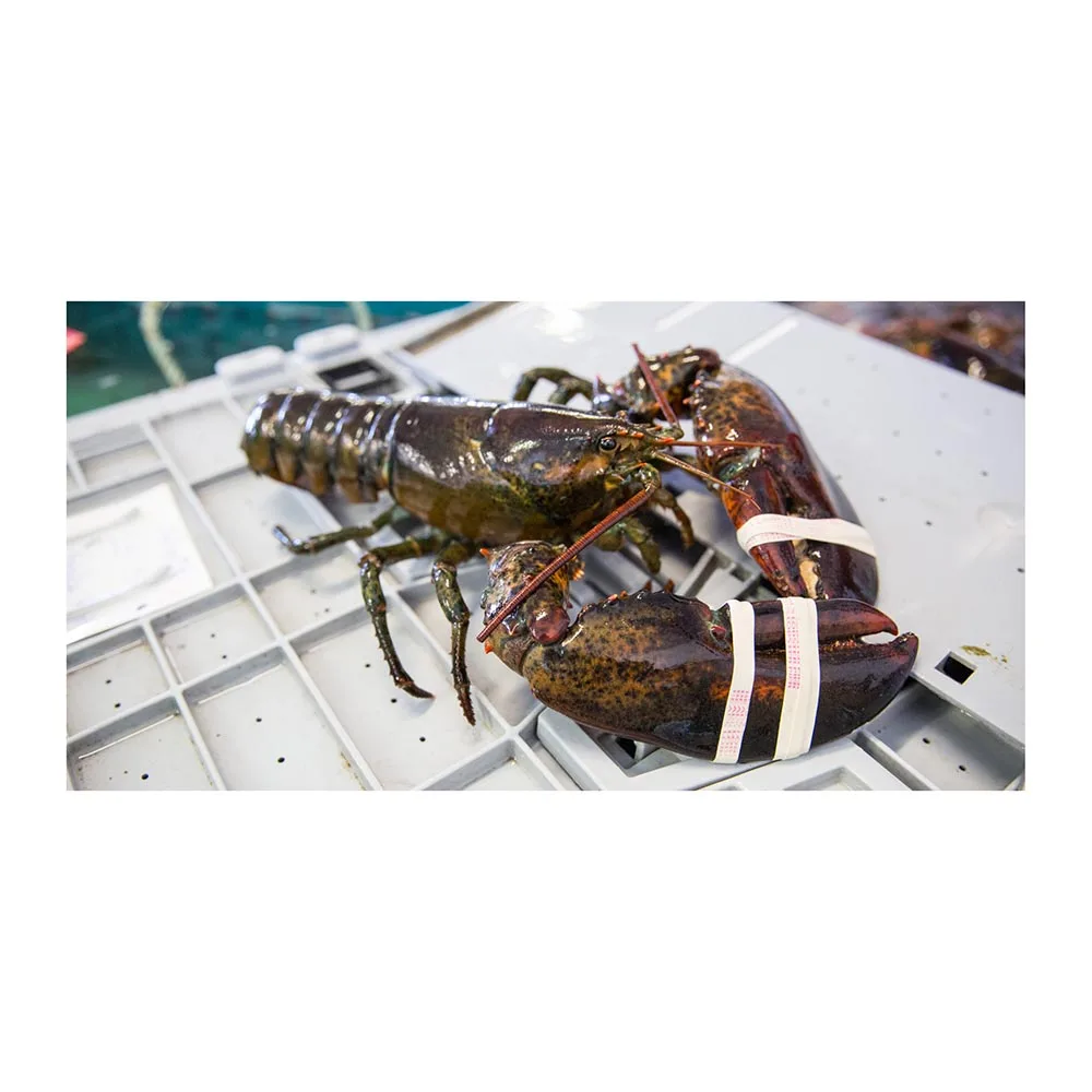 Mie Prefecture Steamed Seafood Product Live American Lobster - Buy Mie ...