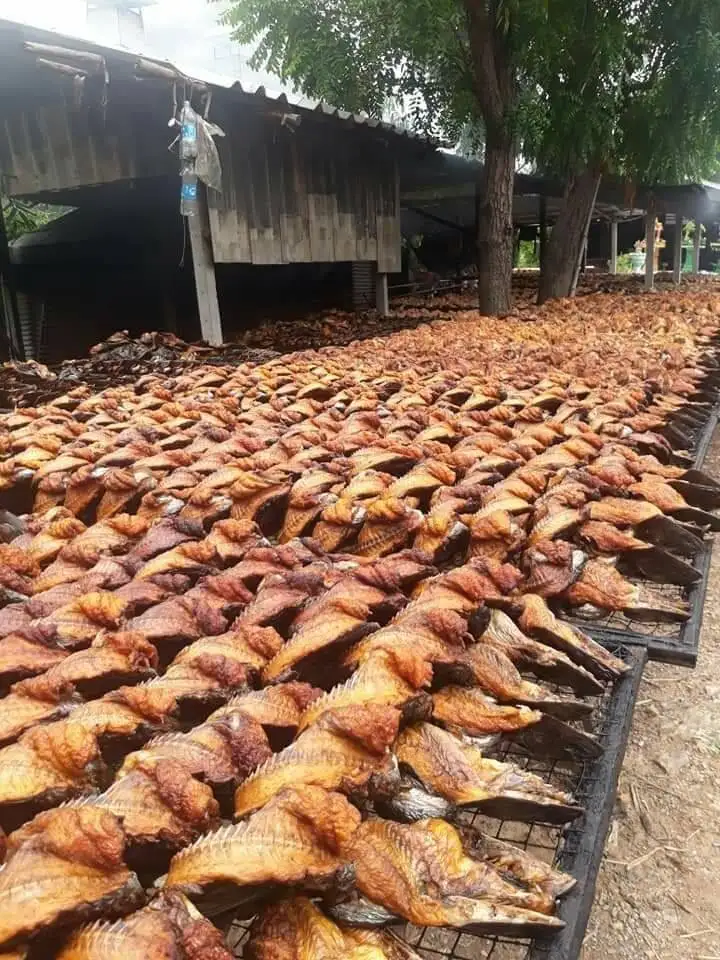 Smoked Dried Catfish Pangasius - Premium Quality Fish