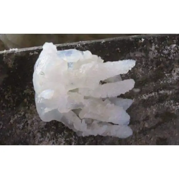 Fresh Seafood/jellyfish For Export - Buy Jellyfish,Salted Jellyfish ...