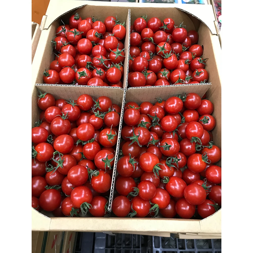 Fresh Cherry Tomato Dark Red Fresh Tomato Egyptian Fresh Tomato 2022 ...