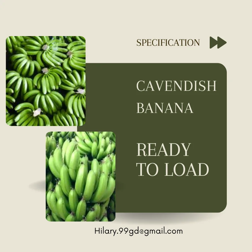 FRESH CAVENDISH BANANA FROM VIETNAM - PREMIUM EXPORT| Alibaba.com