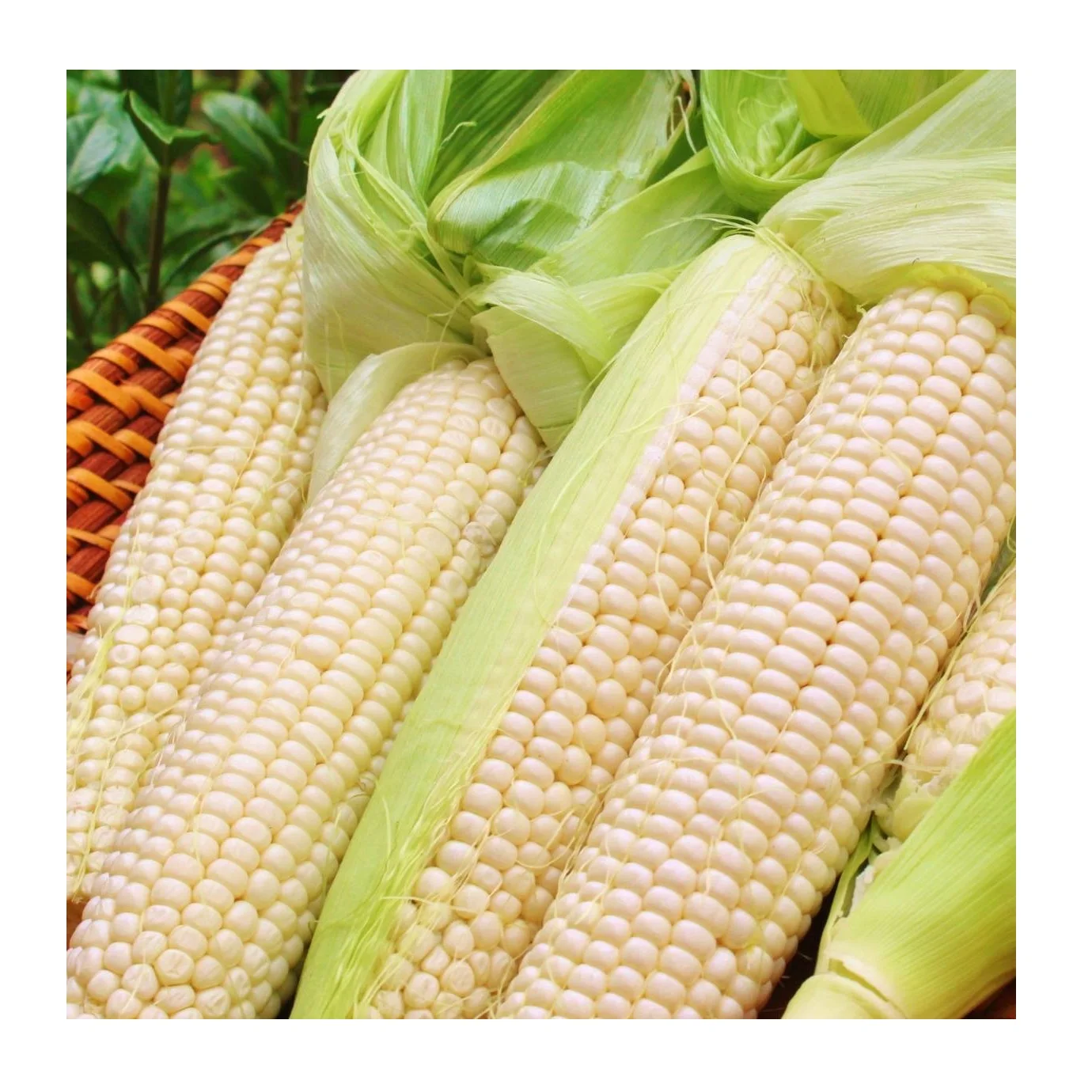 High Quality White Corn Maize Grains For Animal Feed / White Maize ...