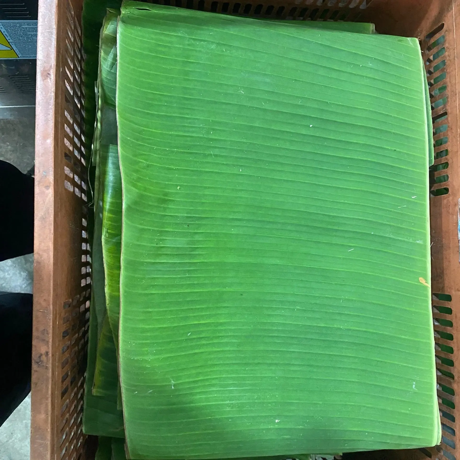 Frozen Banana Leaves Export - Banana Leaves for Food Packaging - 100% ...