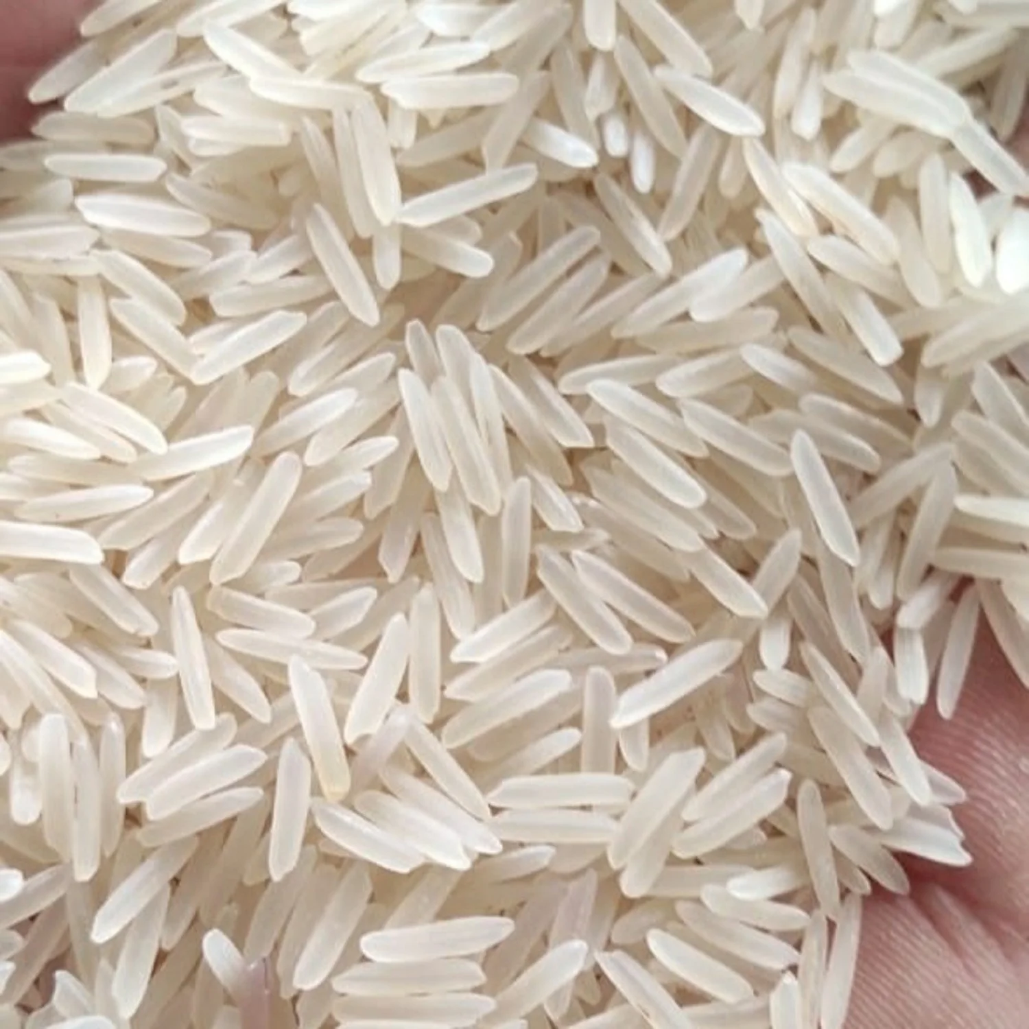 Best Selling Royal Basmati Rice - Organic Bulk Purchase