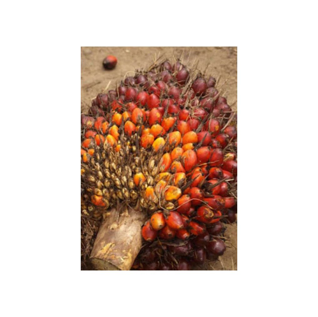 Palm Nuts Quality - Natural, Blanched, and Customizable