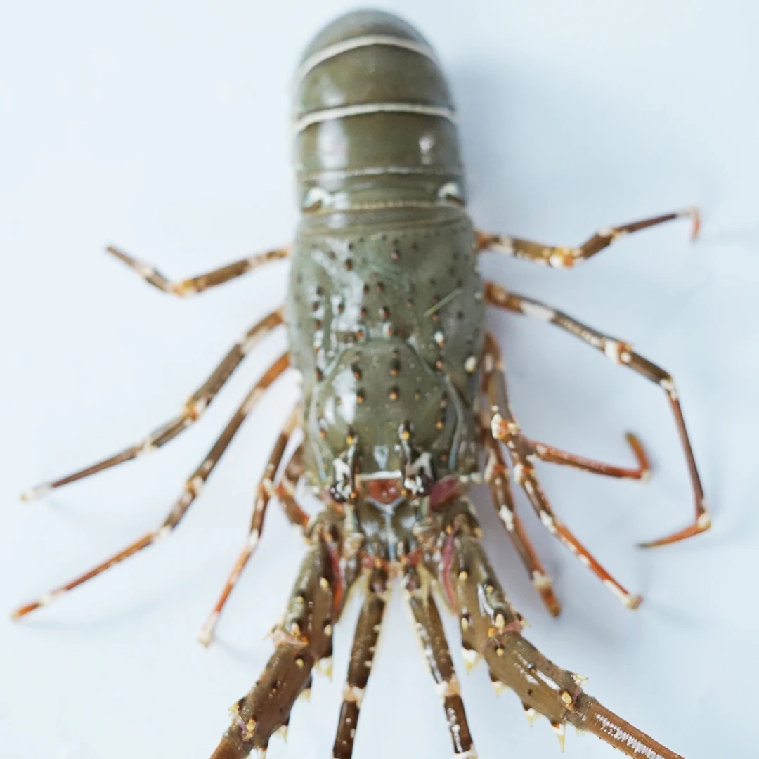 Fresh Lobsters From Indonesia Weighing 200 300 Grams Now Available In ...