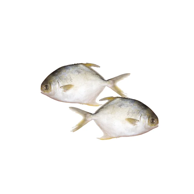 Darya Bhoomi International Frozen Silver Pomfret Fish From Indonesia ...