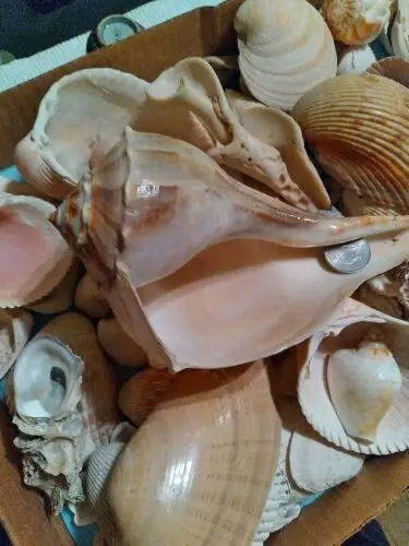 Wholesale Operculum Shells High Quality Operculum Murex Snail Dried ...