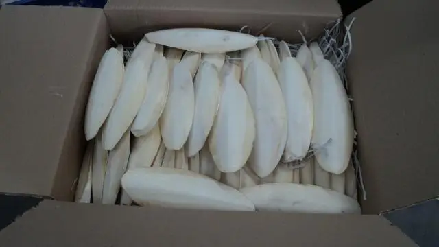 Bone Of Cuttlefish/dried Cuttlefish Bone 10 - 25 Cm Better Price And ...