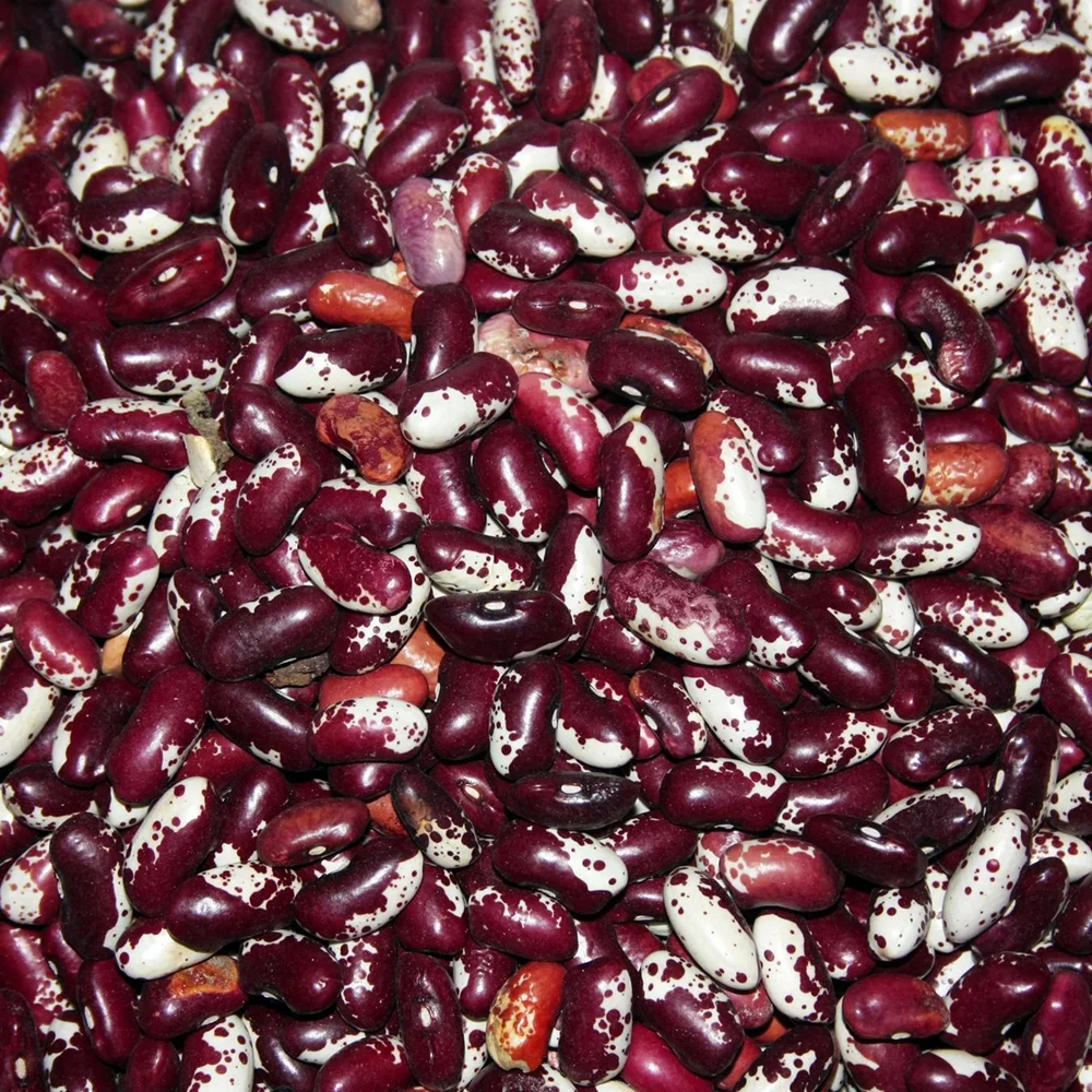 Dried Long Shape Light Speckled Kidney Beans Pinto Beans - Buy Red And ...