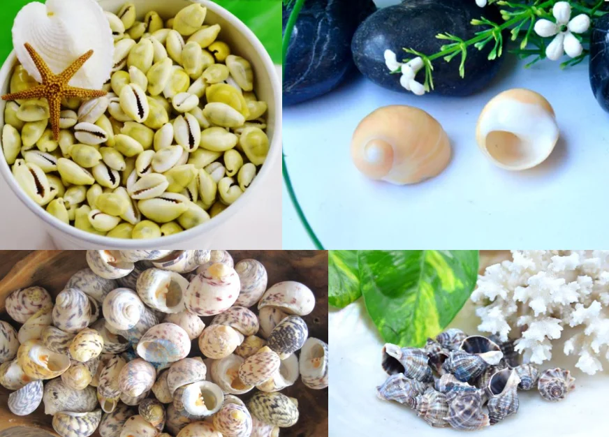 Natural Trumpet Triton Shell - Perfect for Home Decoration