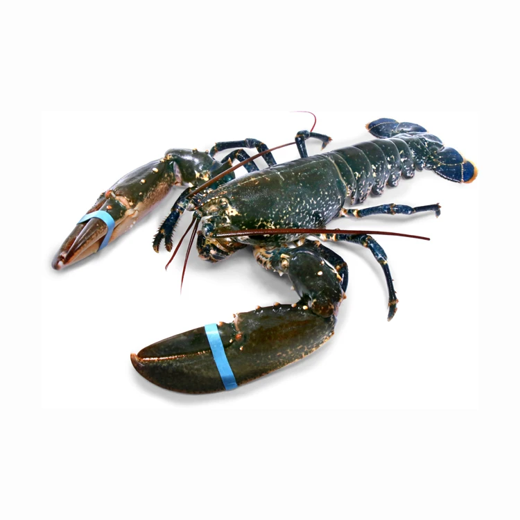 Frozen Fresh Seafood Package Packing Box Lobster Shipping Boxes Marine ...