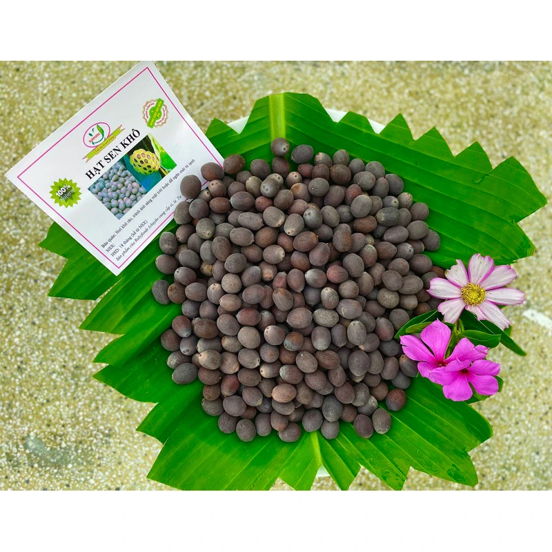 Natural Lotus Seeds/kamal Gatta From Vietnam With Competitive Price ...