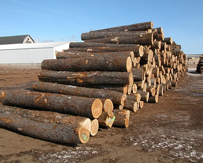 Timber Logs: Premium Pine Wood Logs for Agriculture and Woodworking ...