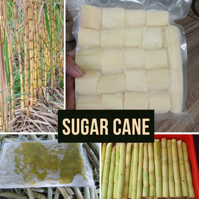 Fresh Frozen Sugar Cane - Frozen Sugarcane Cut Stick For Juice Shop Use ...
