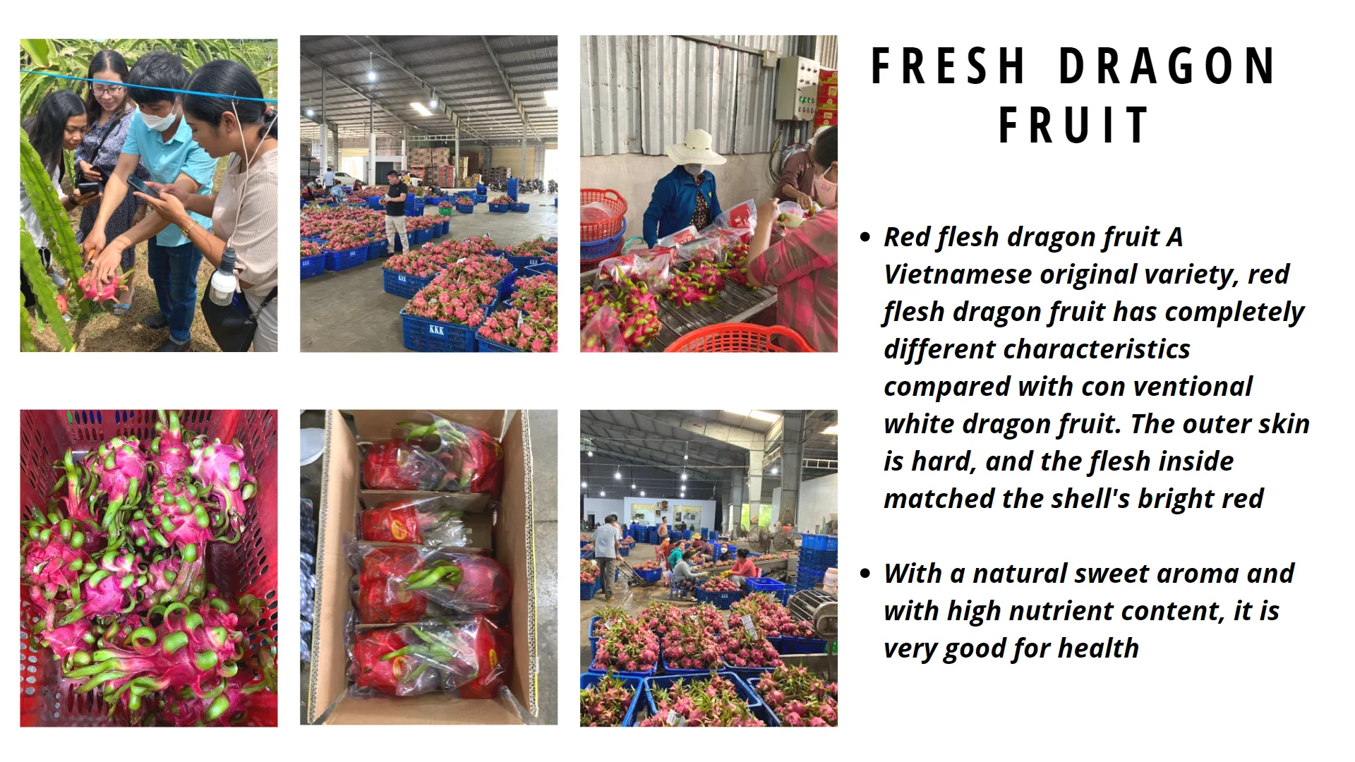 Red And White Dragon Fruit Vietnam Fruits High Quality Red Or White Color 100% Natural Sweet ...