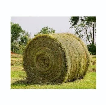 Premium Dried Timothy Hay Sheep Animal Feed Cubes Sudan Spain Price Per ...