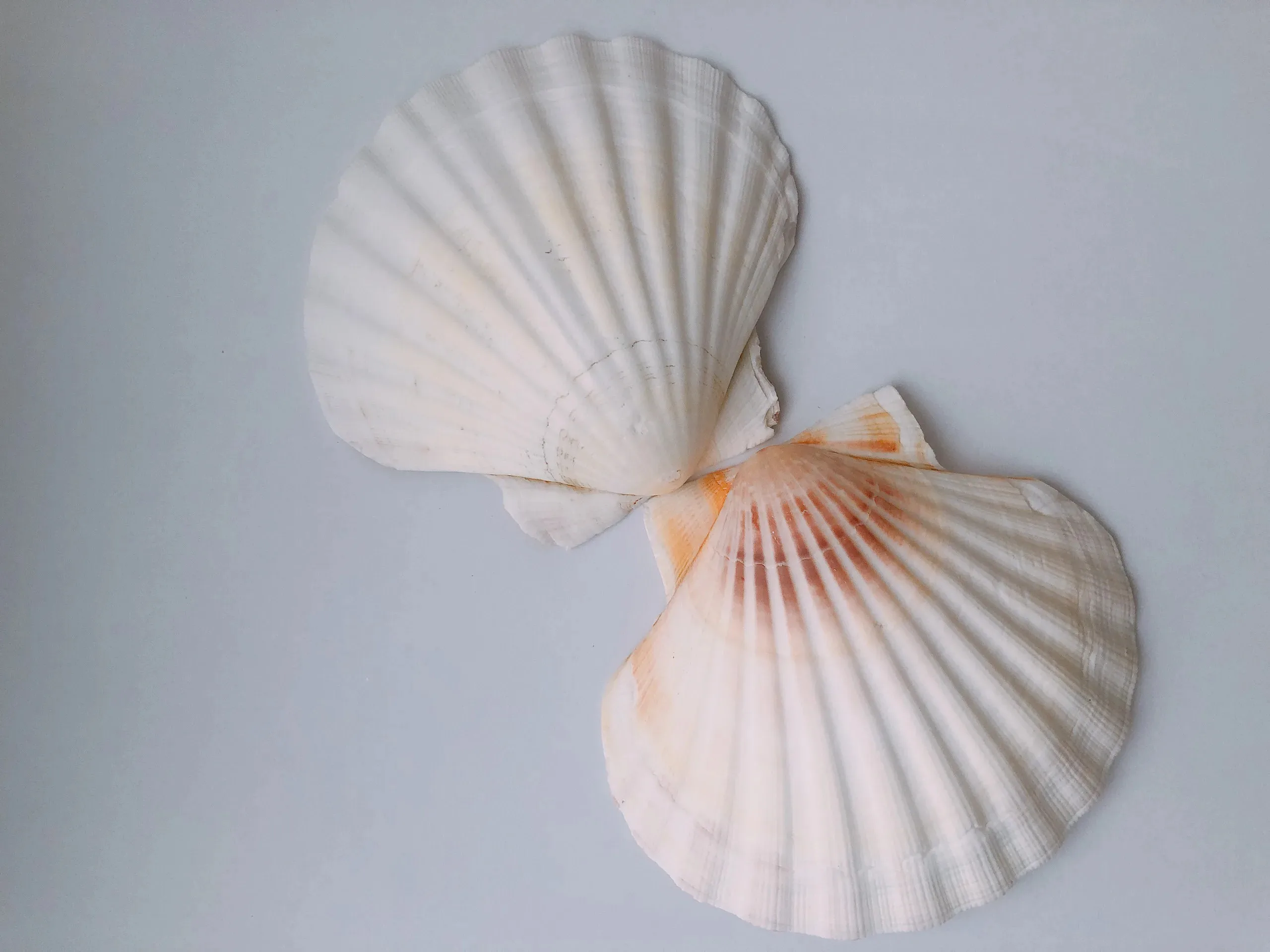 Decorative Shells Make Your Home More Lively And Buy Now Tom - Buy ...