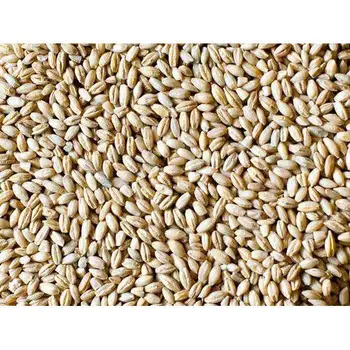 Bulk Exportation Of Canadian Nutrition Rich Barley For Animal Feed And ...
