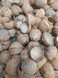 Cukur Batok Standard Coconut Shell - Durable & Versatile