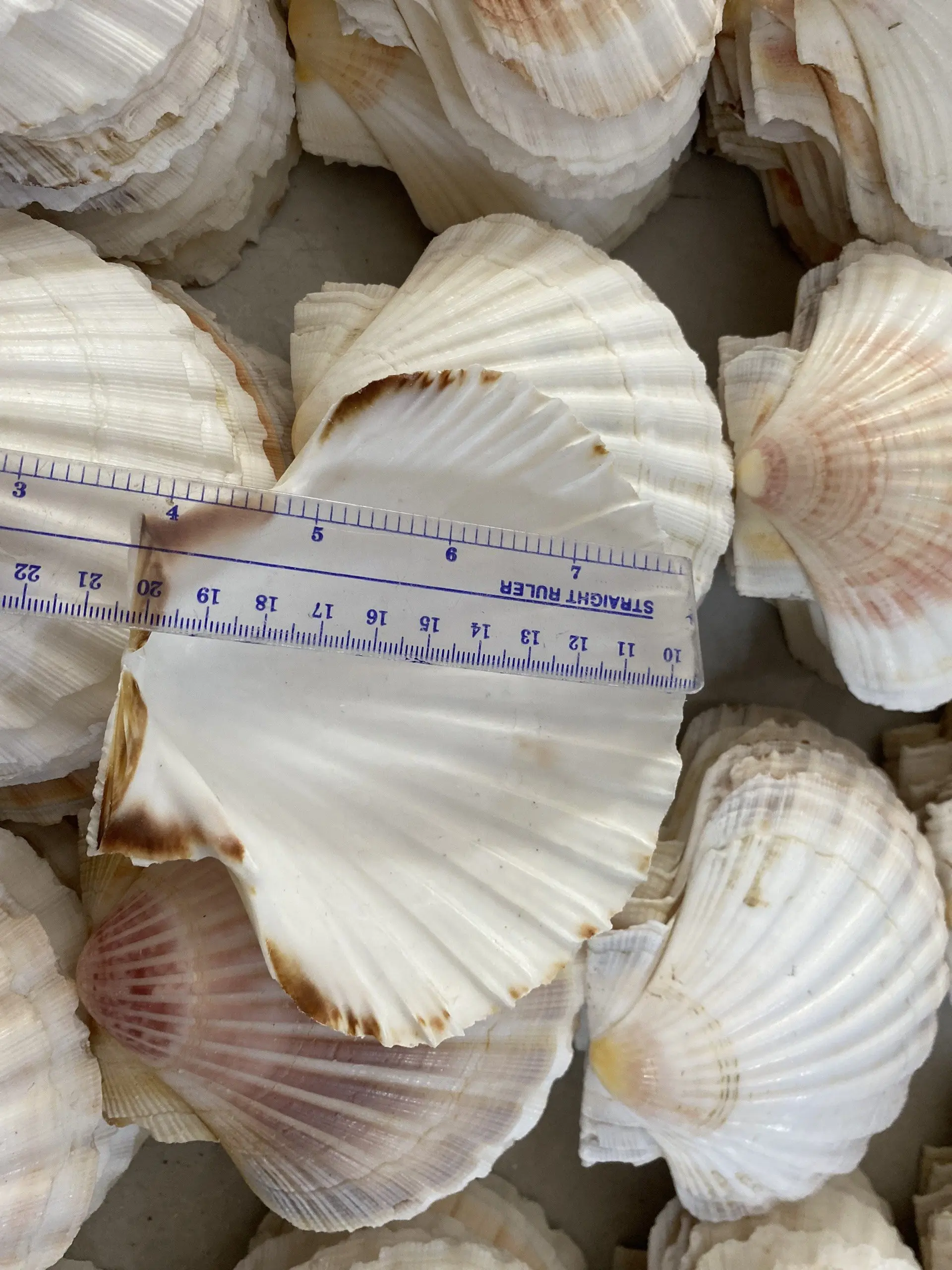 Hot Hot 2024 Seashell From Vietnam With High Quality And Best Price ...