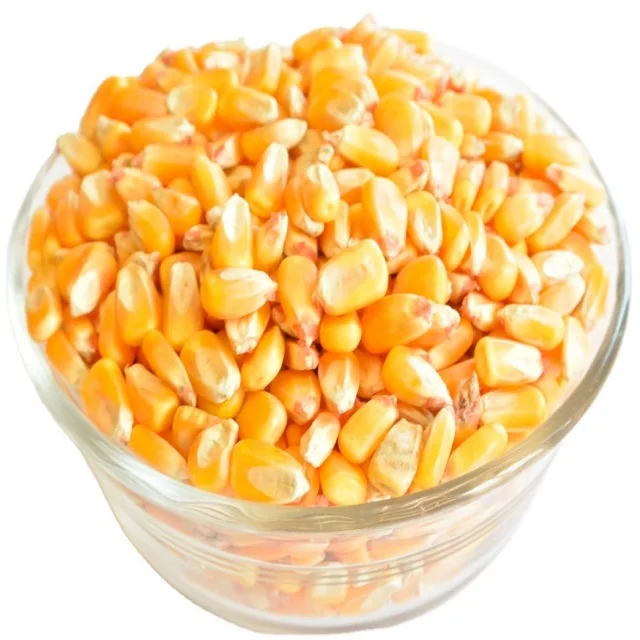 Corn Kernels Top Style Storage Packing Mature Food Grade 1 White And ...