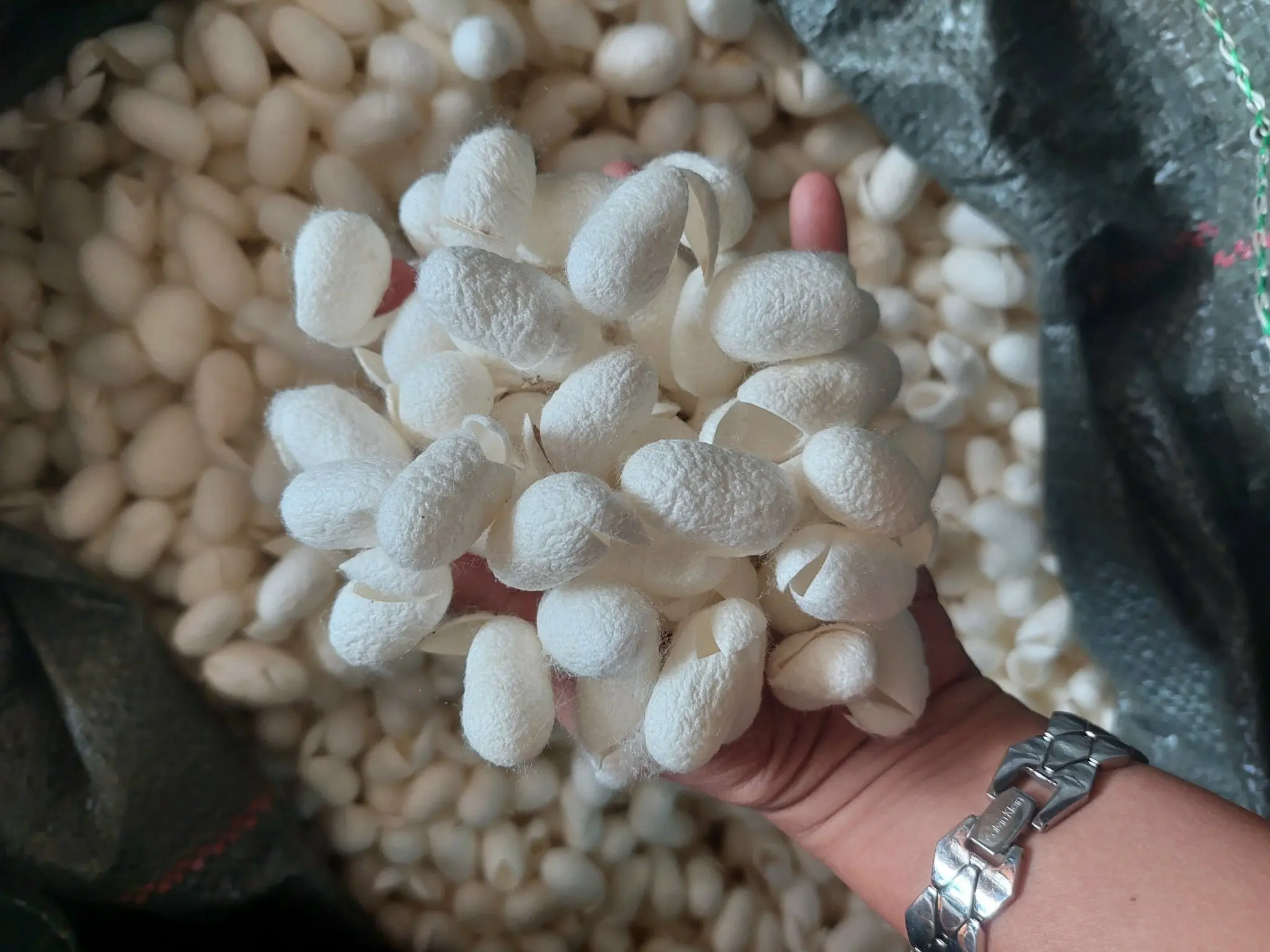 Alibaba.com: HOT SALE 2024 Silkworm Cocoons from Vietnam, high quality ...