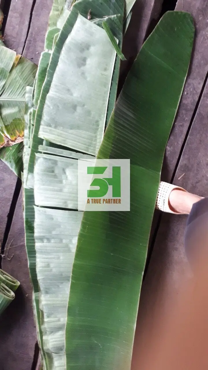 Fresh Banana Leaf,Fresh Banana Leaves Vietnam Export For Wholesale From ...