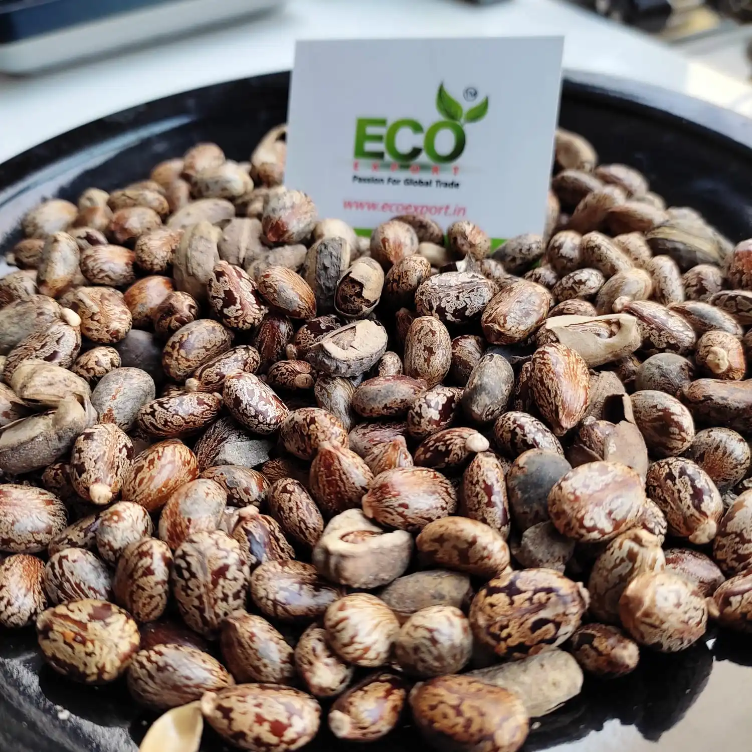Take A Look About Castor Beans For Sale