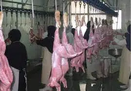 Top Quality Frozen Whole Rabbit Meat / Frozen Rabbit Meat And Parts ...