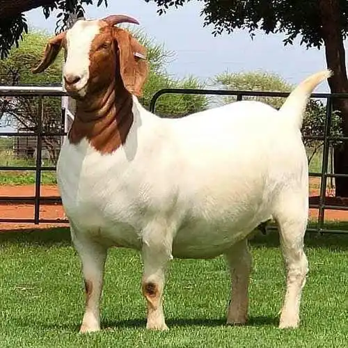 Buy Premium Quality Wholesale Boer Goat Online In Cheap Price - Buy Boer Goat,High Quality Live ...