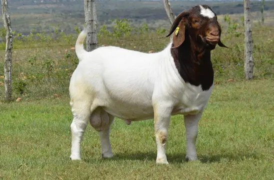 Wholesale Boer Goat / Saanen Goats For Sale In Livestock Farm - Buy Live Goat For Sale,Alive ...