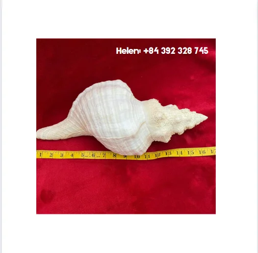 LARGE SIZE HELMET SEA SHELL RED CONCH SHELL Cypraecassis Rufa Seashell ...