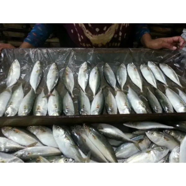 Whole Round Frozen Mackerel Fish Indian Mackerel Fish For Sale - Buy ...