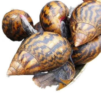 Frozen Snails, Dried African Giant Land Snails Meat wholesale offer ...
