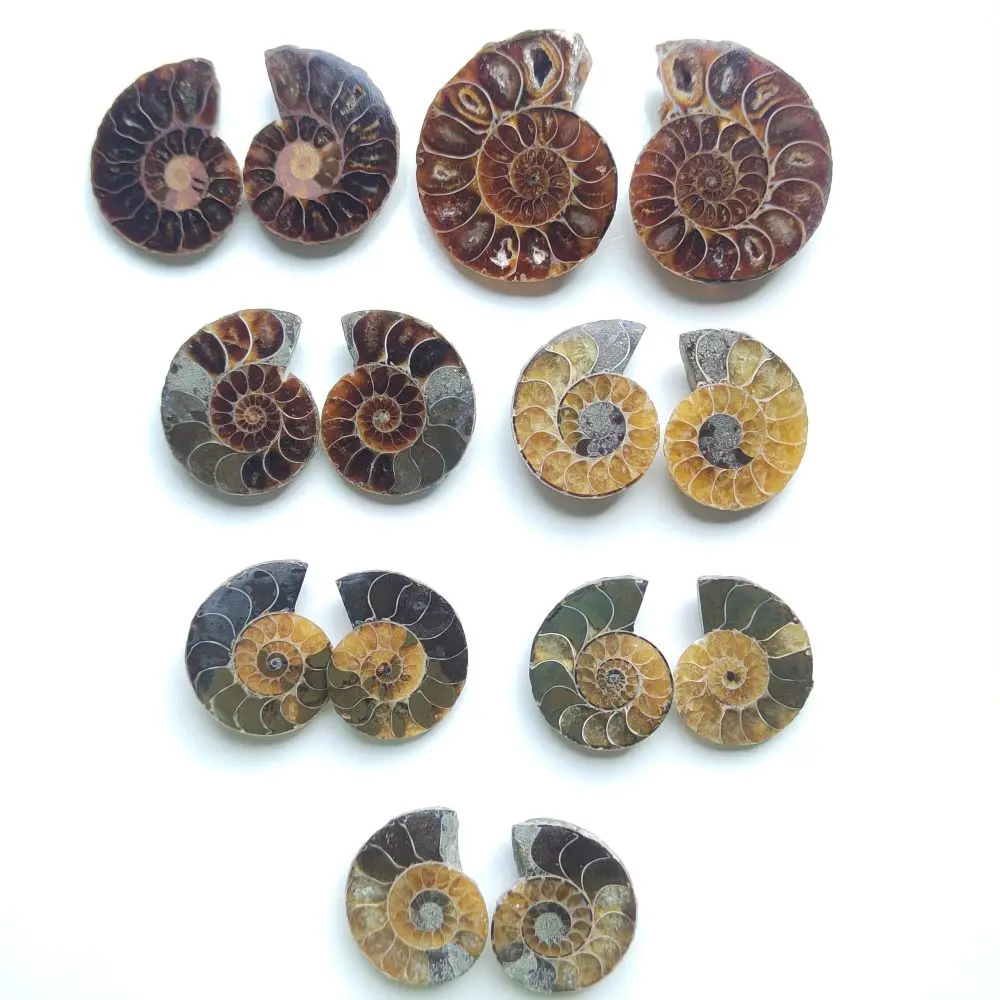 Natural Ammonite Pair Gemstone Wholesale Natural Ammonite Pair ...