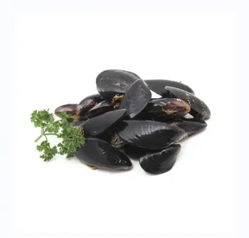 High Quality Frozen Mussels Clam Oyster Blue Mussel Scallop Shellfish ...