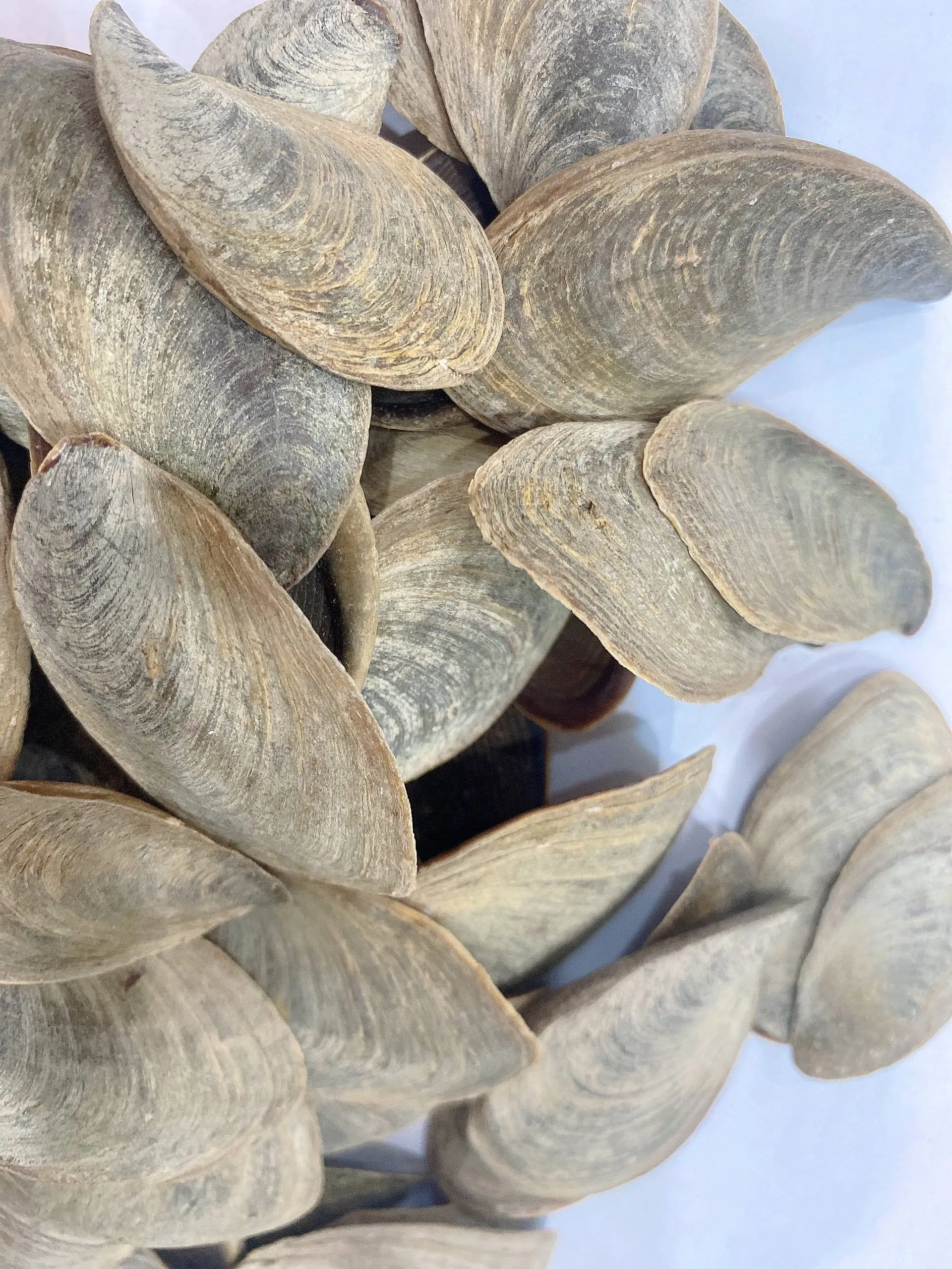 Decorative Bulk Quantity Supply Shiva Eye Shell Gomti Chakra Pacific ...