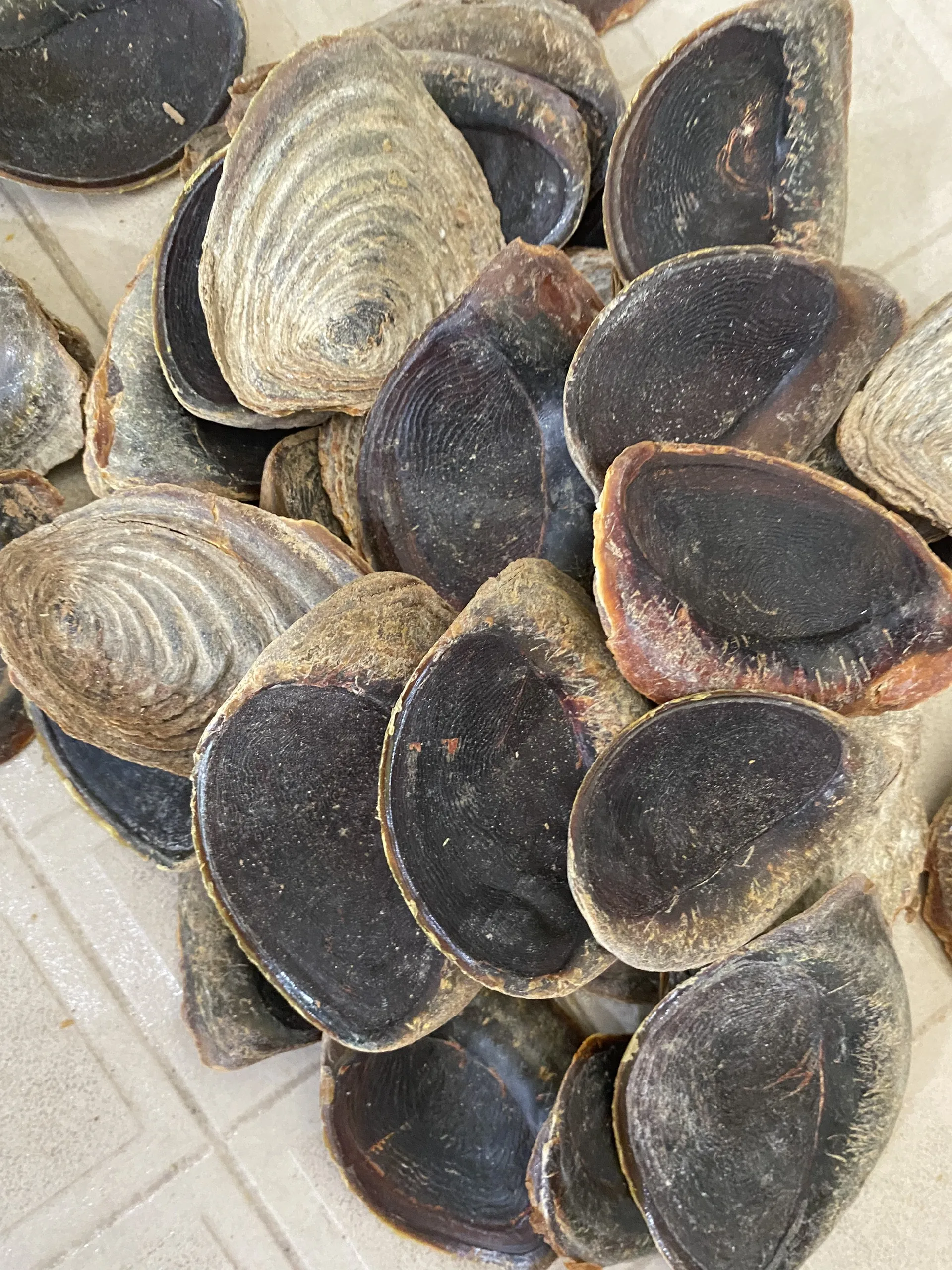 Promotional Murex Operculum Seashells / Gastropods Operculum Shells ...