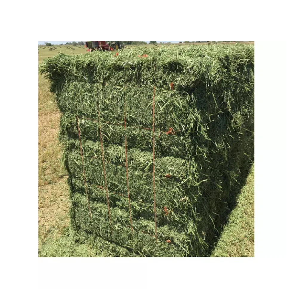 Quality Alfalfa Hay Bays / Pellets / Dehydrated Alfalfa Cubes Hay Cheap ...