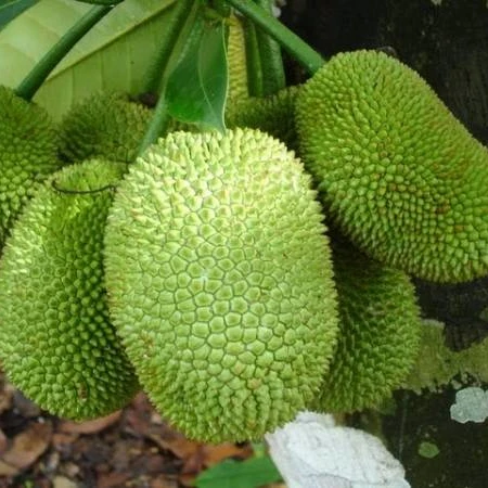 Hredded Young Jackfruit For Export Pickled Young Jackfruit Langka With Cheap Price Akina - Buy ...