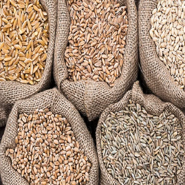 Non-gmo Russian Barley Grain / Quality Brown Grain For Beer & Animal ...