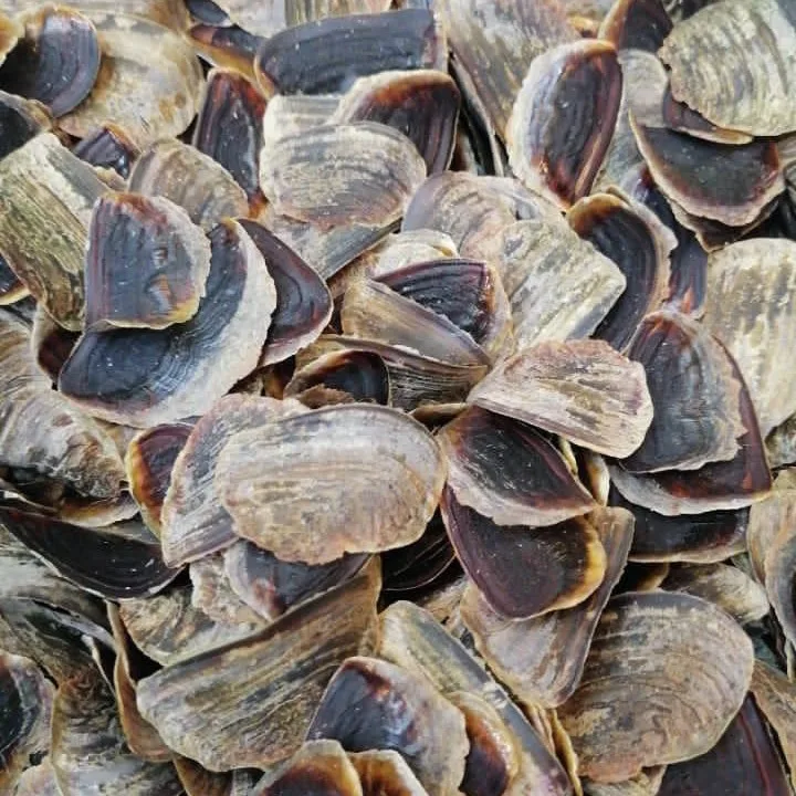 Cats Eye Seashells - Natural Ocean Operculum for Crafts