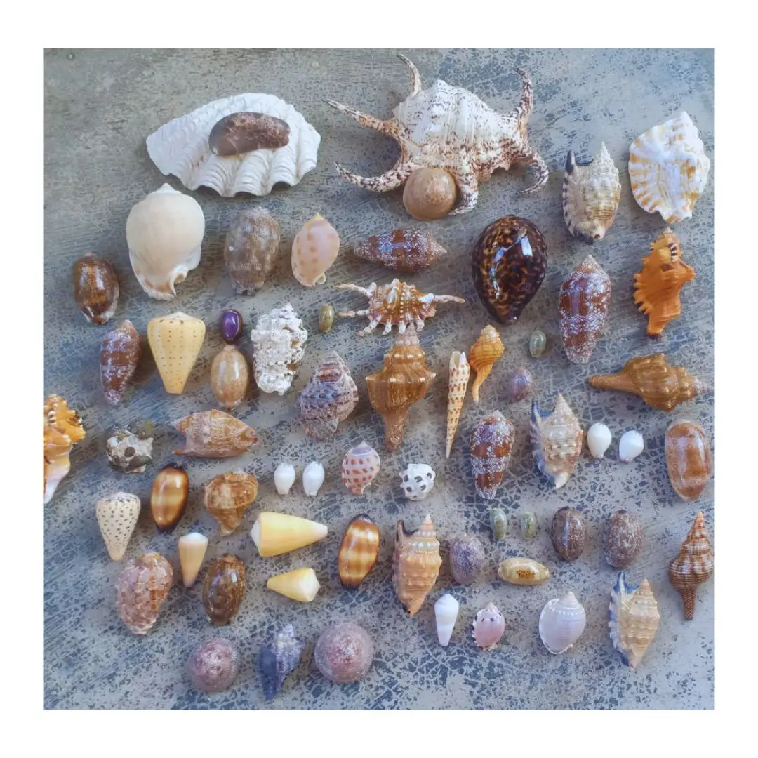 LARGE SIZE HELMET SEA SHELL RED CONCH SHELL Cypraecassis Rufa Seashell ...