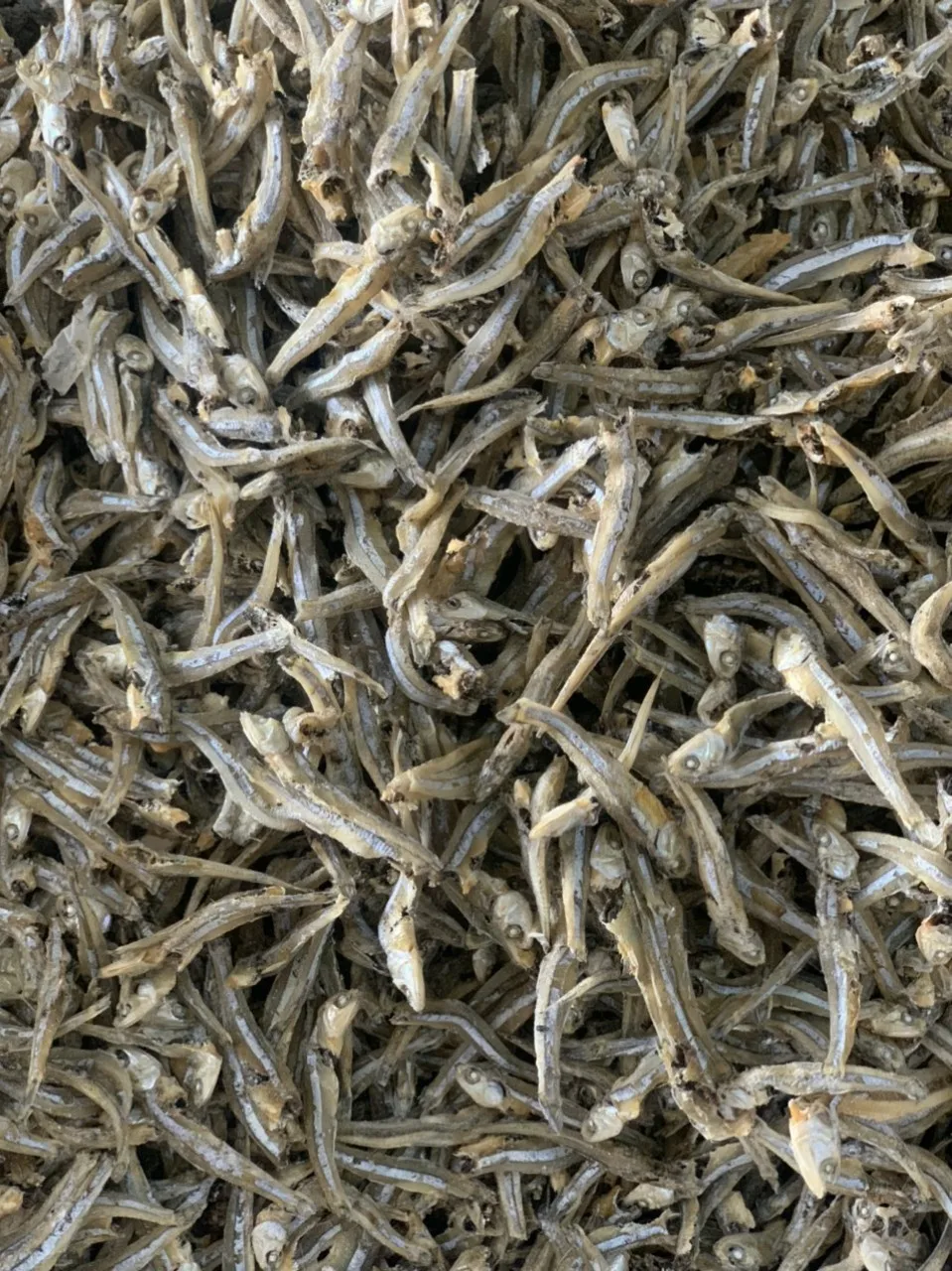 High Very Dry Fish Silver Line Dried Anchovy - Sprats Golden Colour ...