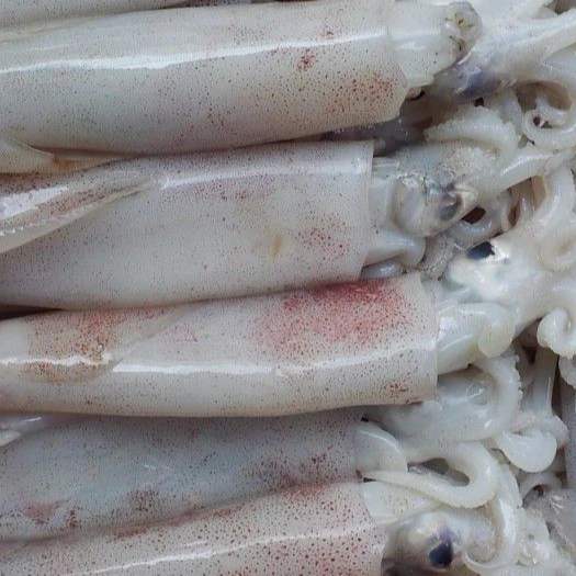 China Frozen Fresh Whole Squid for Sale| Alibaba.com