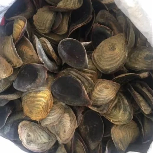 Vietnamese Seashell Murex Operculum Natural Crafts From the Sea Best ...